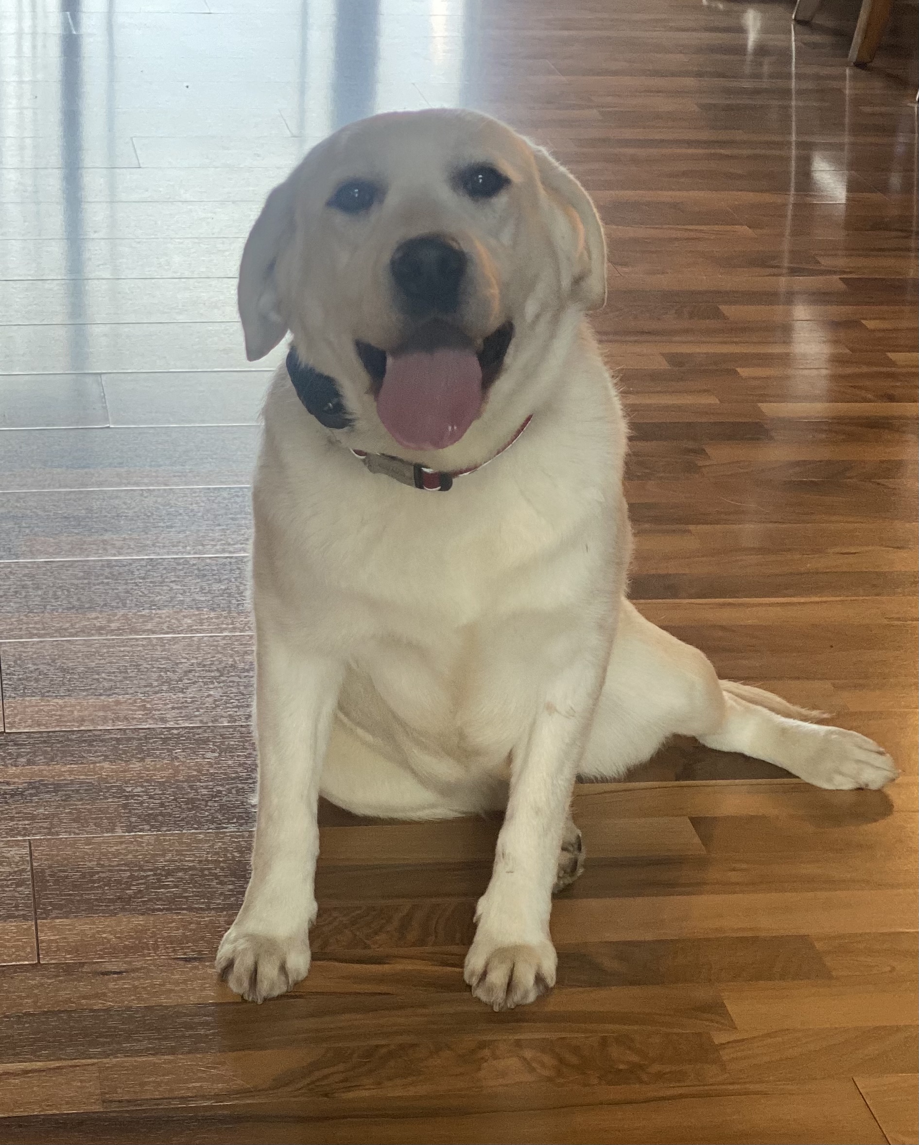 Queen- RIP | LeadHill Labradors