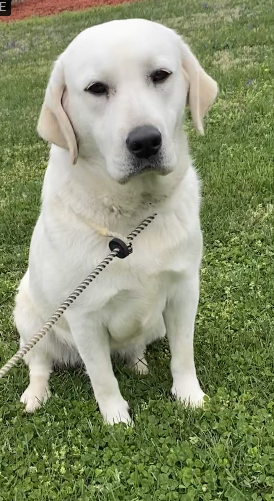 Queen- RIP | LeadHill Labradors