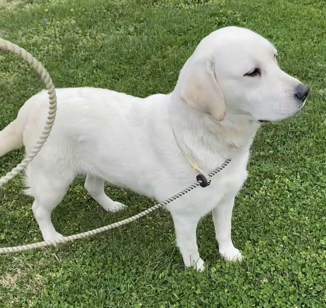 Queen- RIP | LeadHill Labradors