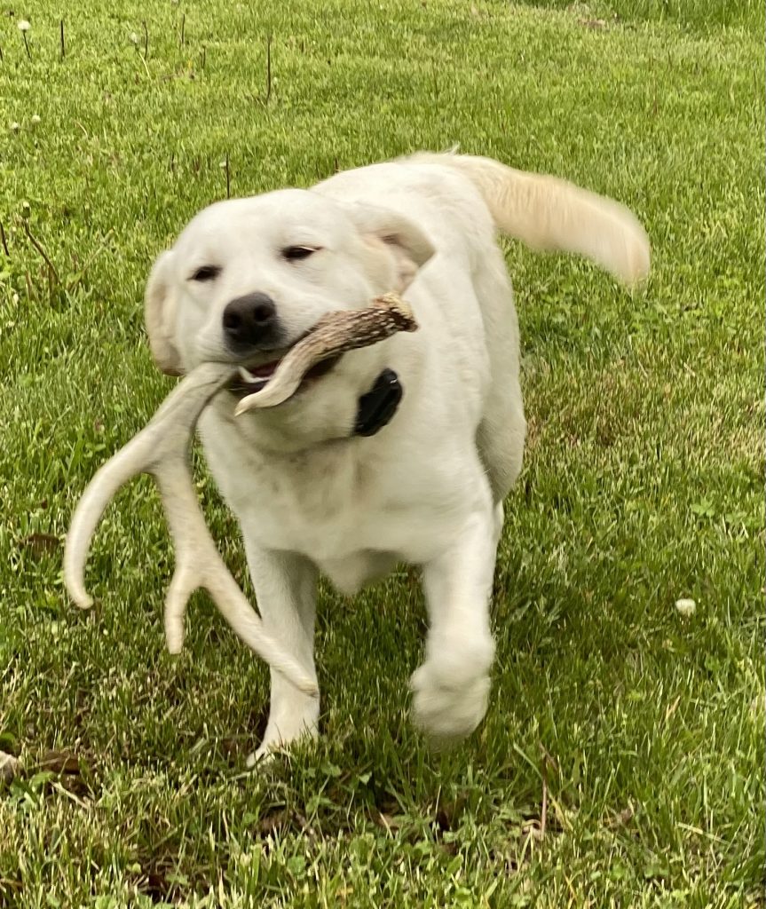 Queen- RIP | LeadHill Labradors