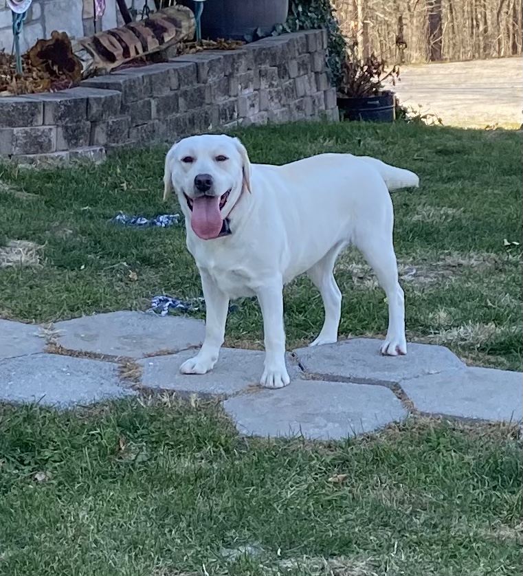 Lady- Retired & Rehomed | LeadHill Labradors