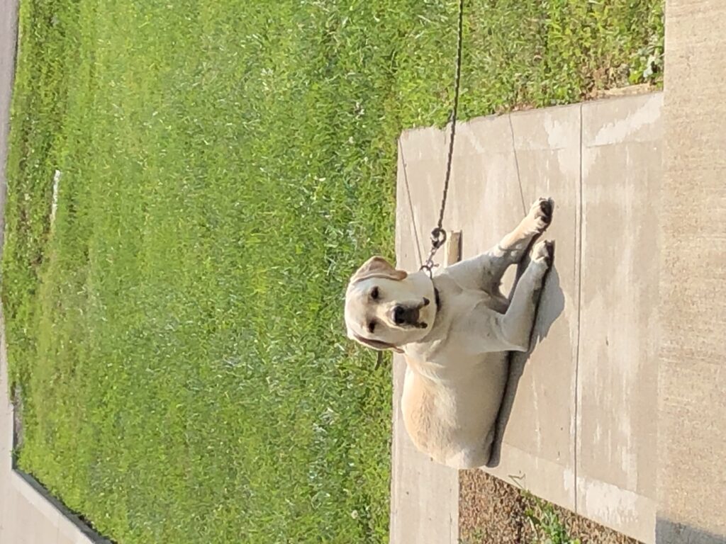 Chief – Testimonial | LeadHill Labradors